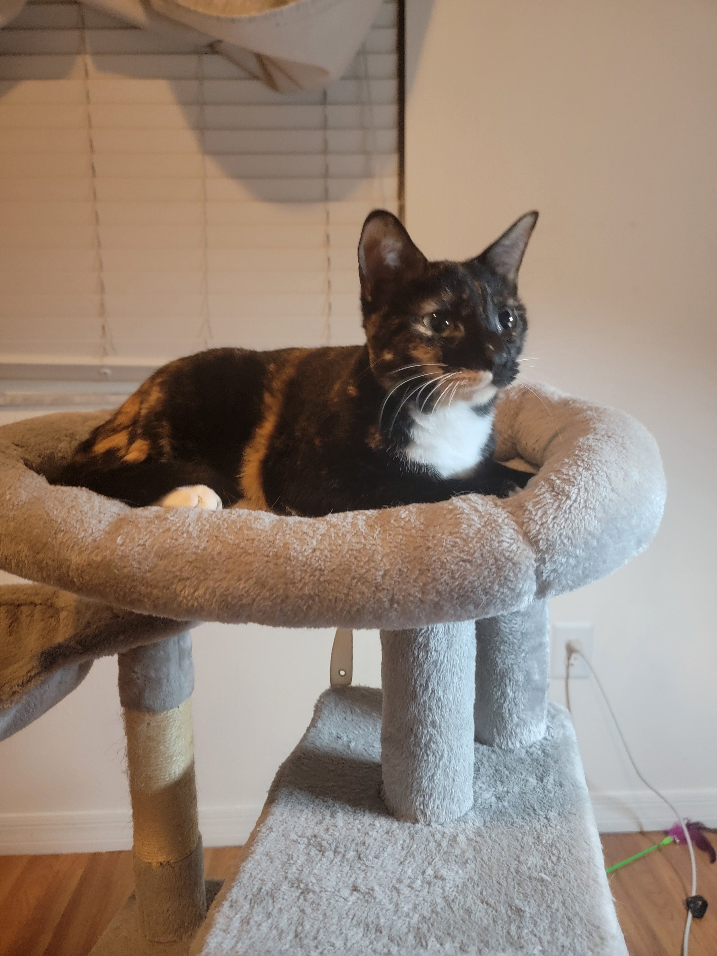 Foster To Adopt — Cat Crusaders, Inc