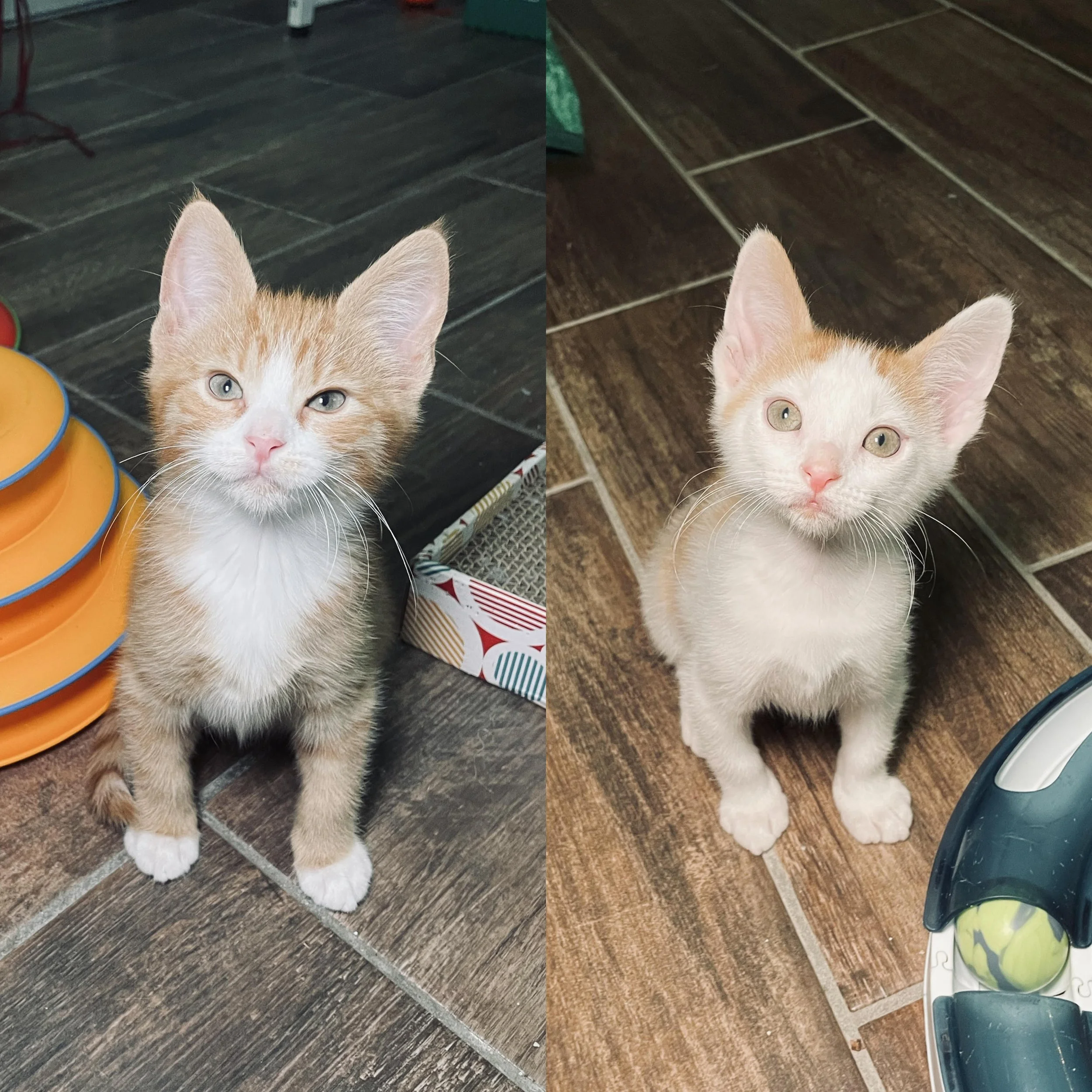 Adopt — Cat Crusaders, Inc