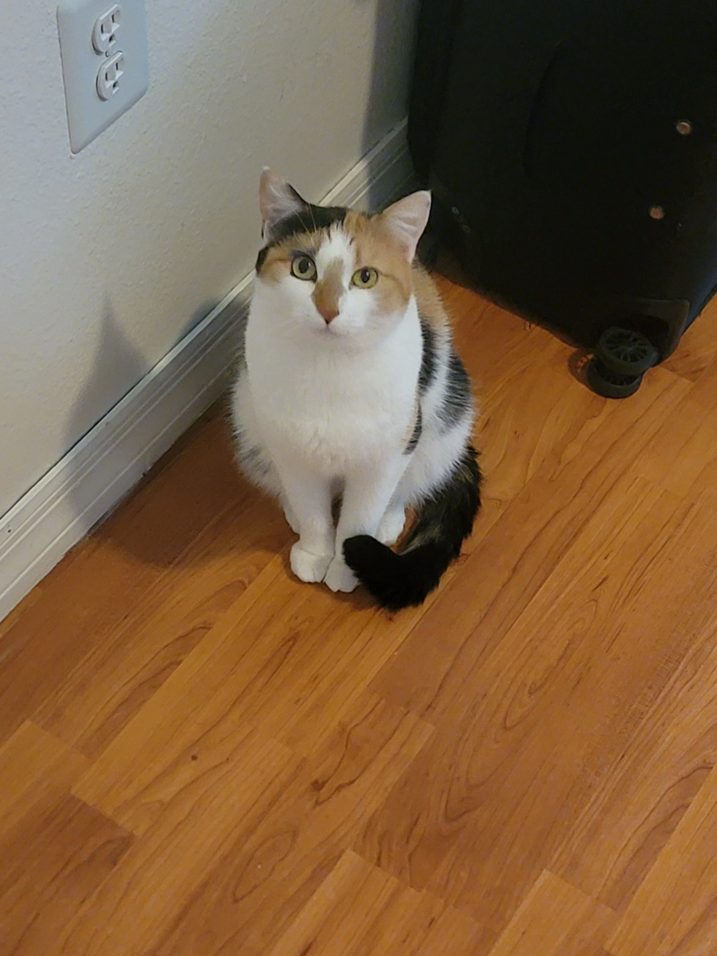 Foster To Adopt — Cat Crusaders, Inc