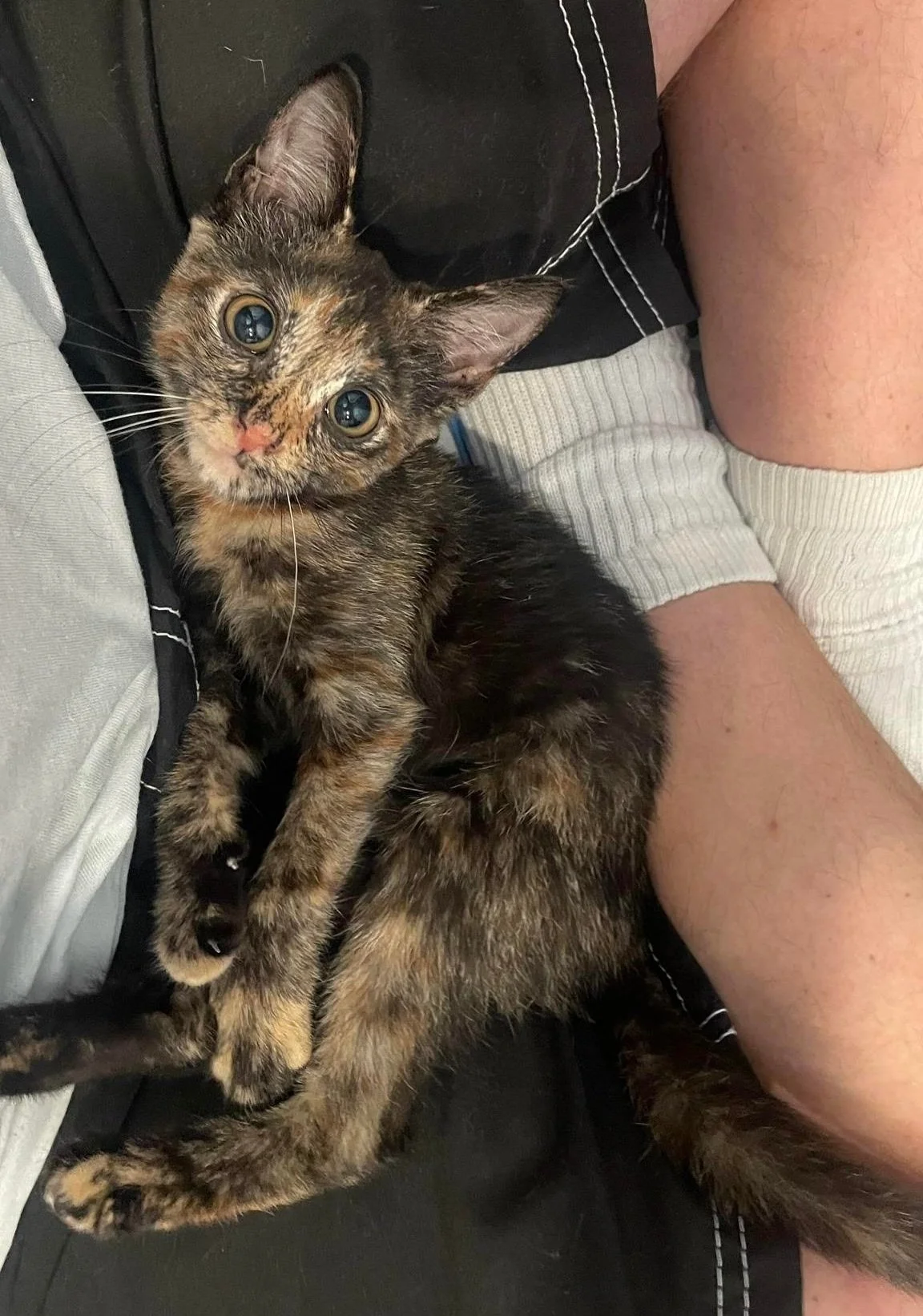 Adopt — Cat Crusaders, Inc