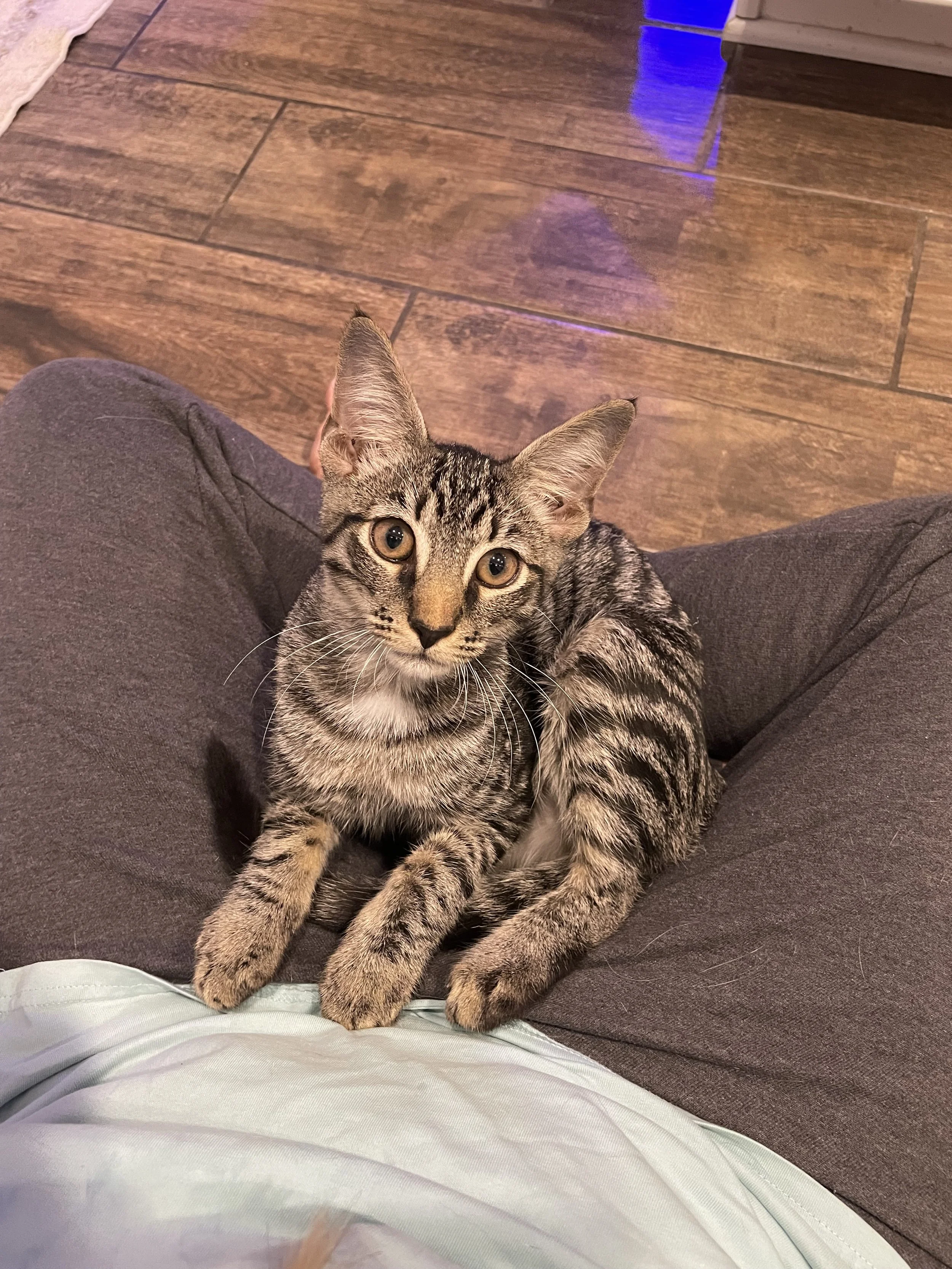 Foster To Adopt — Cat Crusaders, Inc