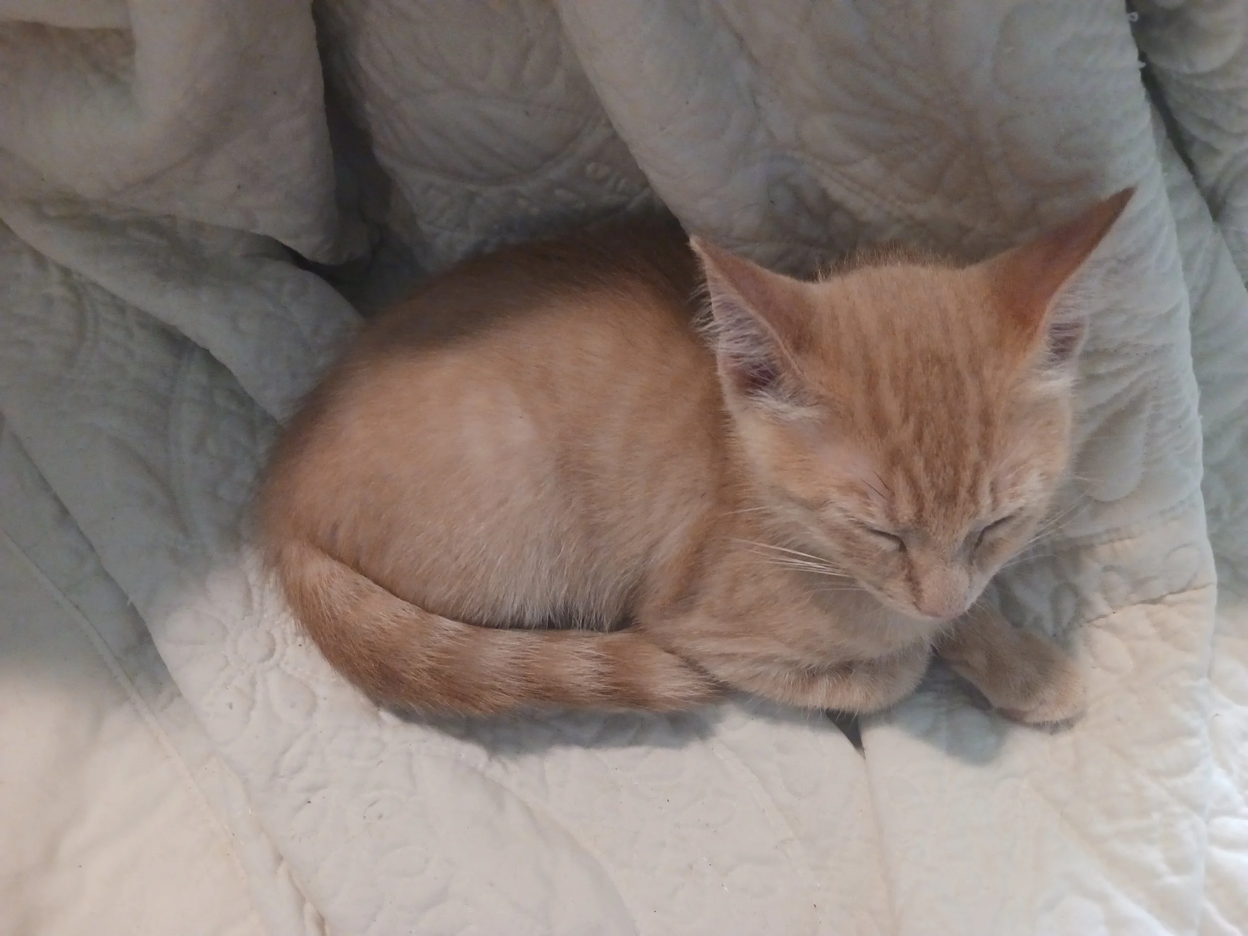 Adopt — Cat Crusaders, Inc