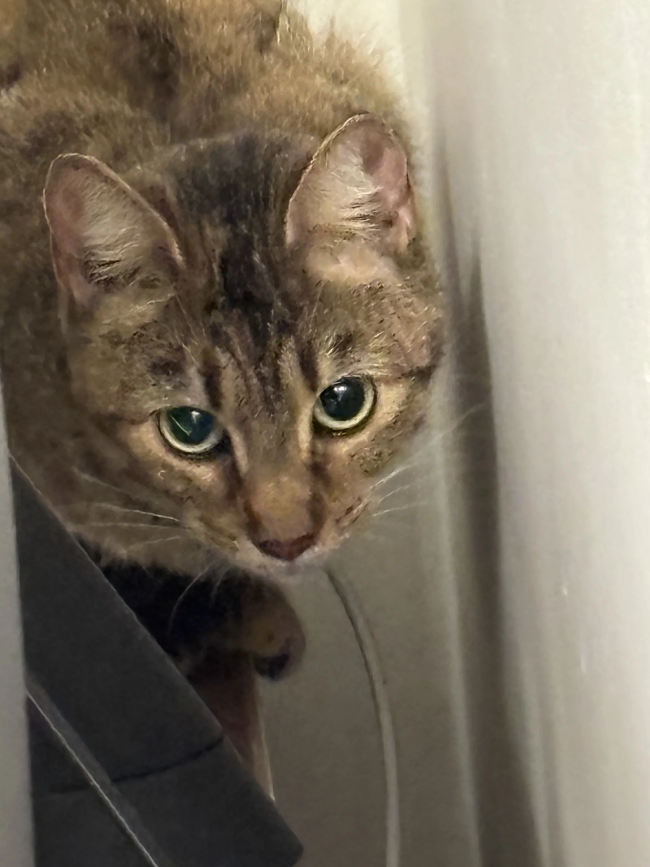 Foster To Adopt — Cat Crusaders, Inc