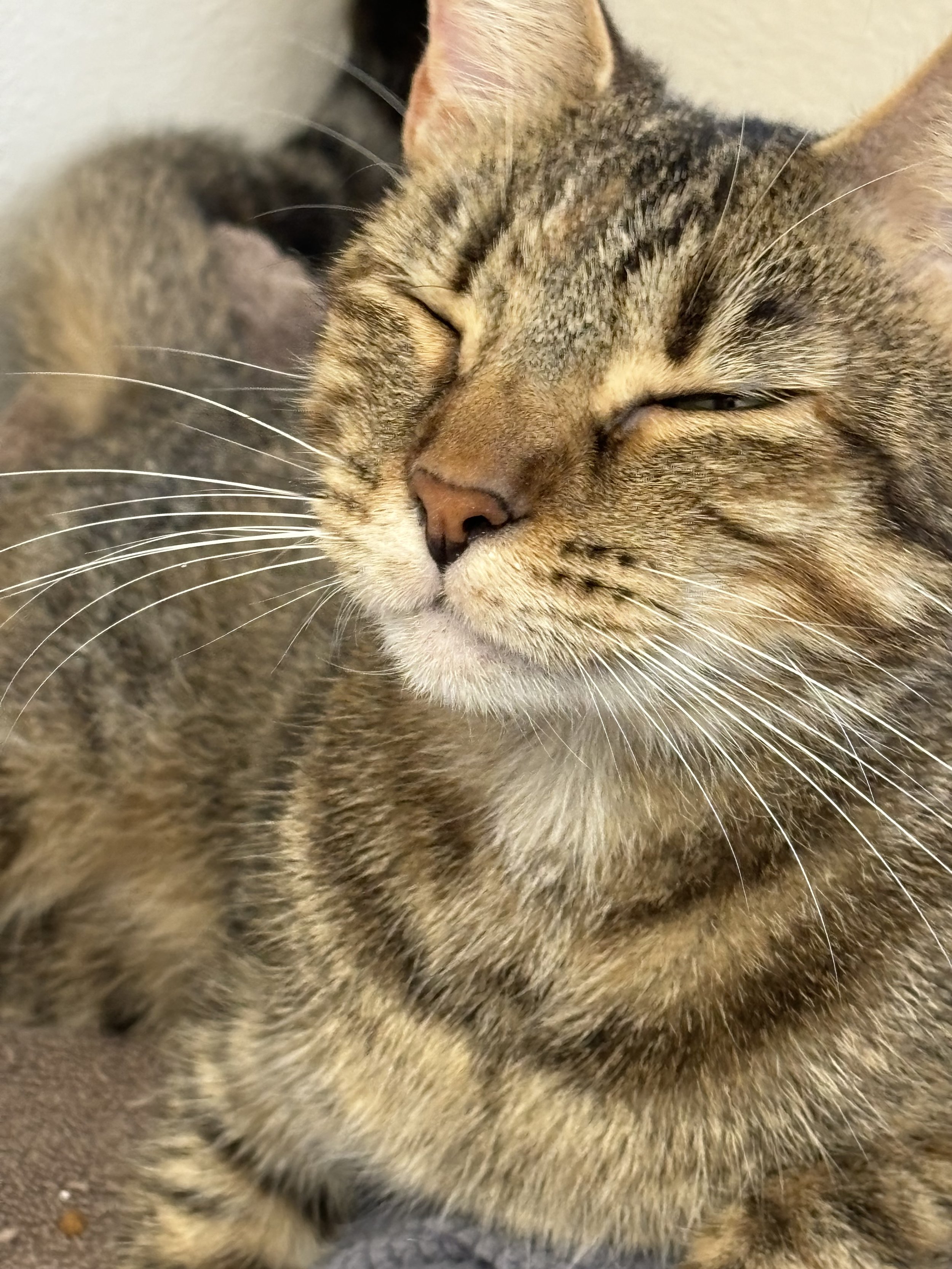 Adopt — Cat Crusaders, Inc