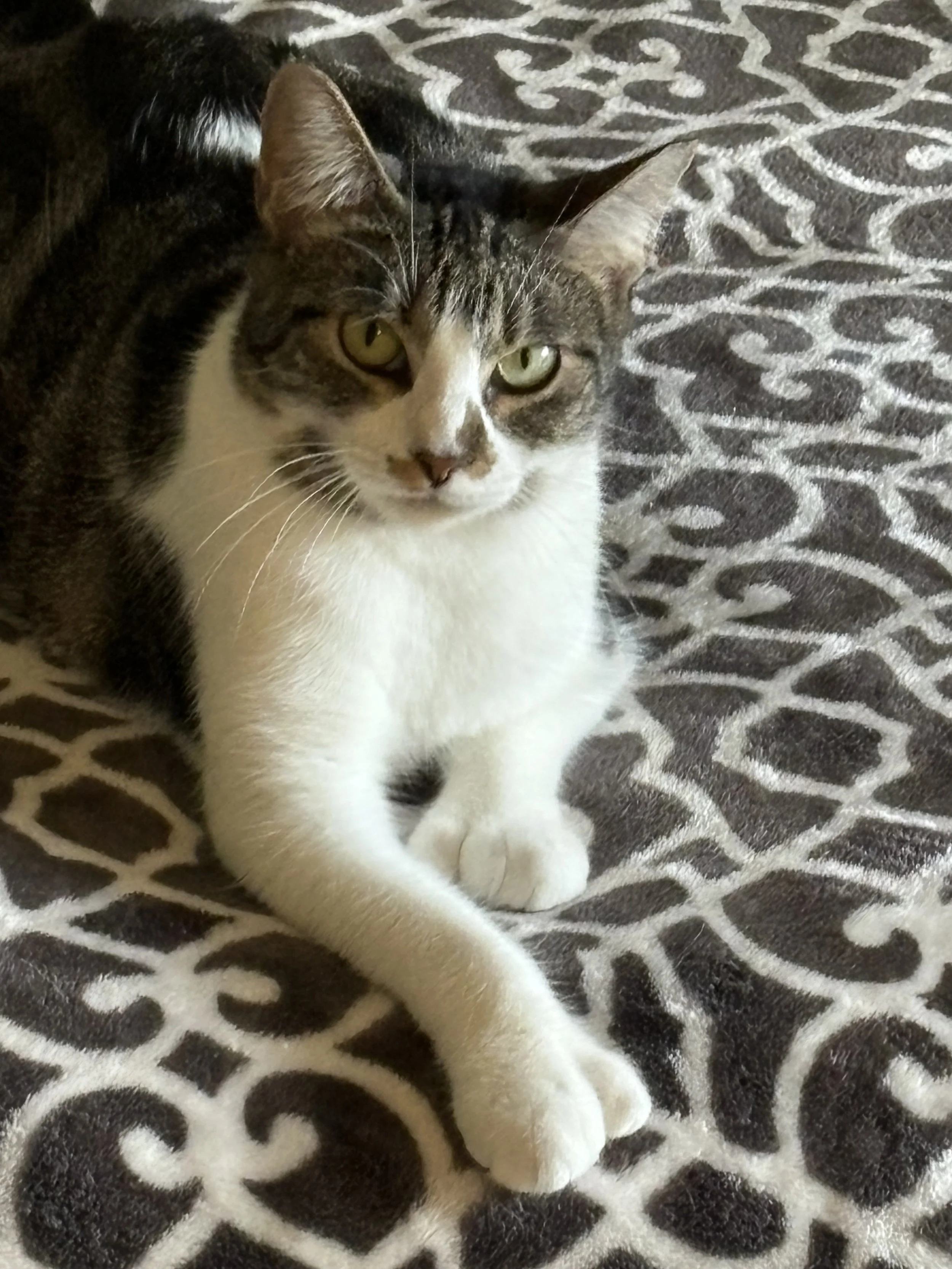 Foster To Adopt — Cat Crusaders, Inc