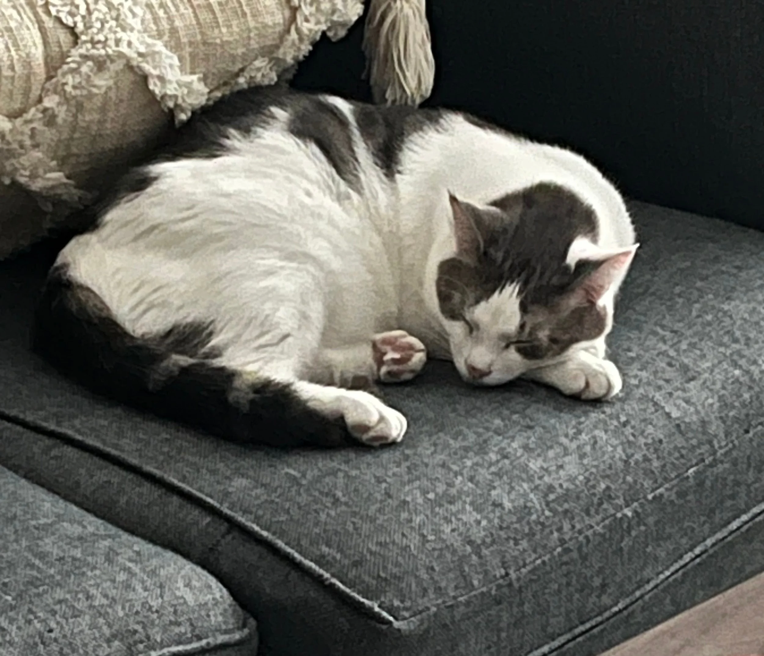 Foster To Adopt — Cat Crusaders, Inc