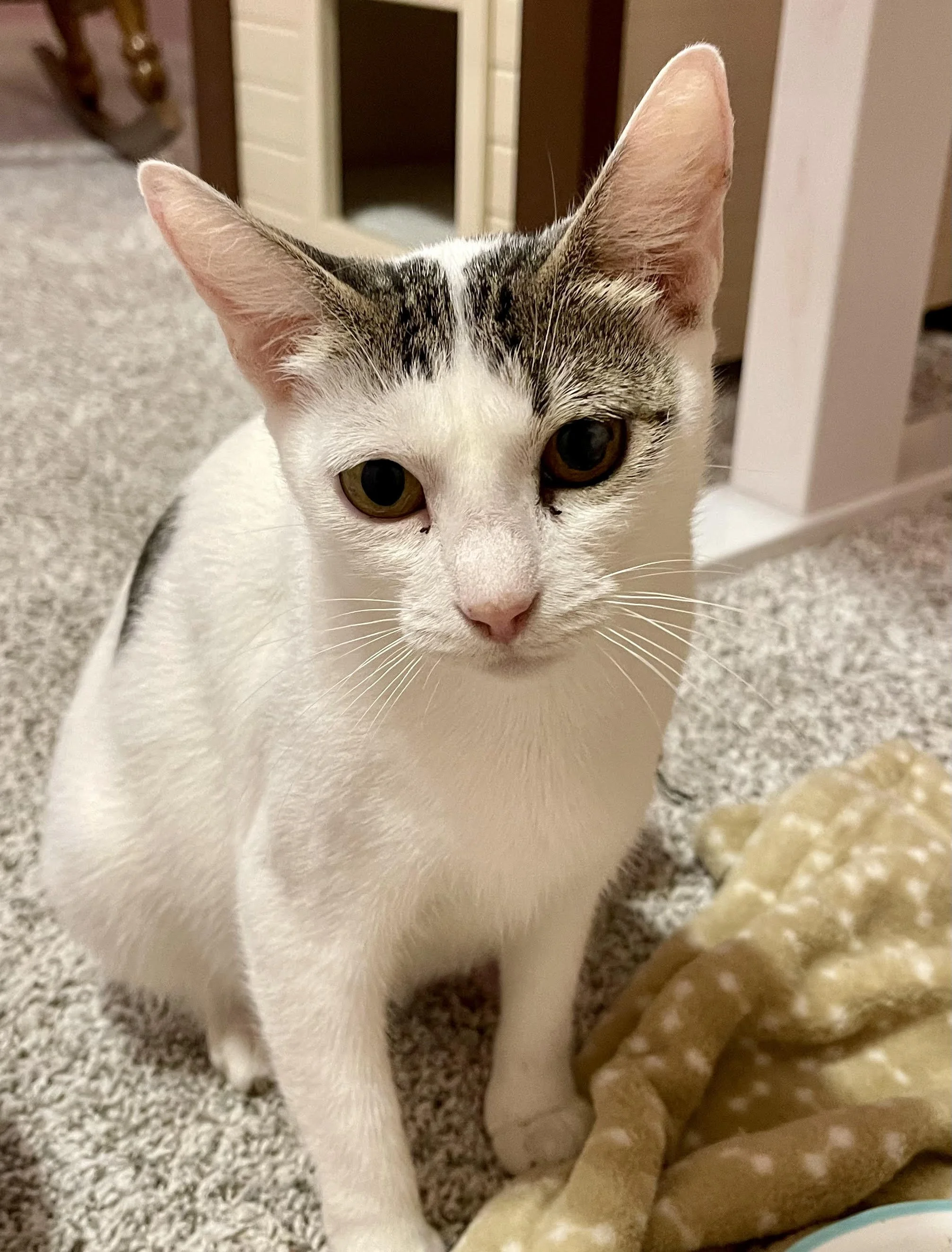 Adopt — Cat Crusaders, Inc