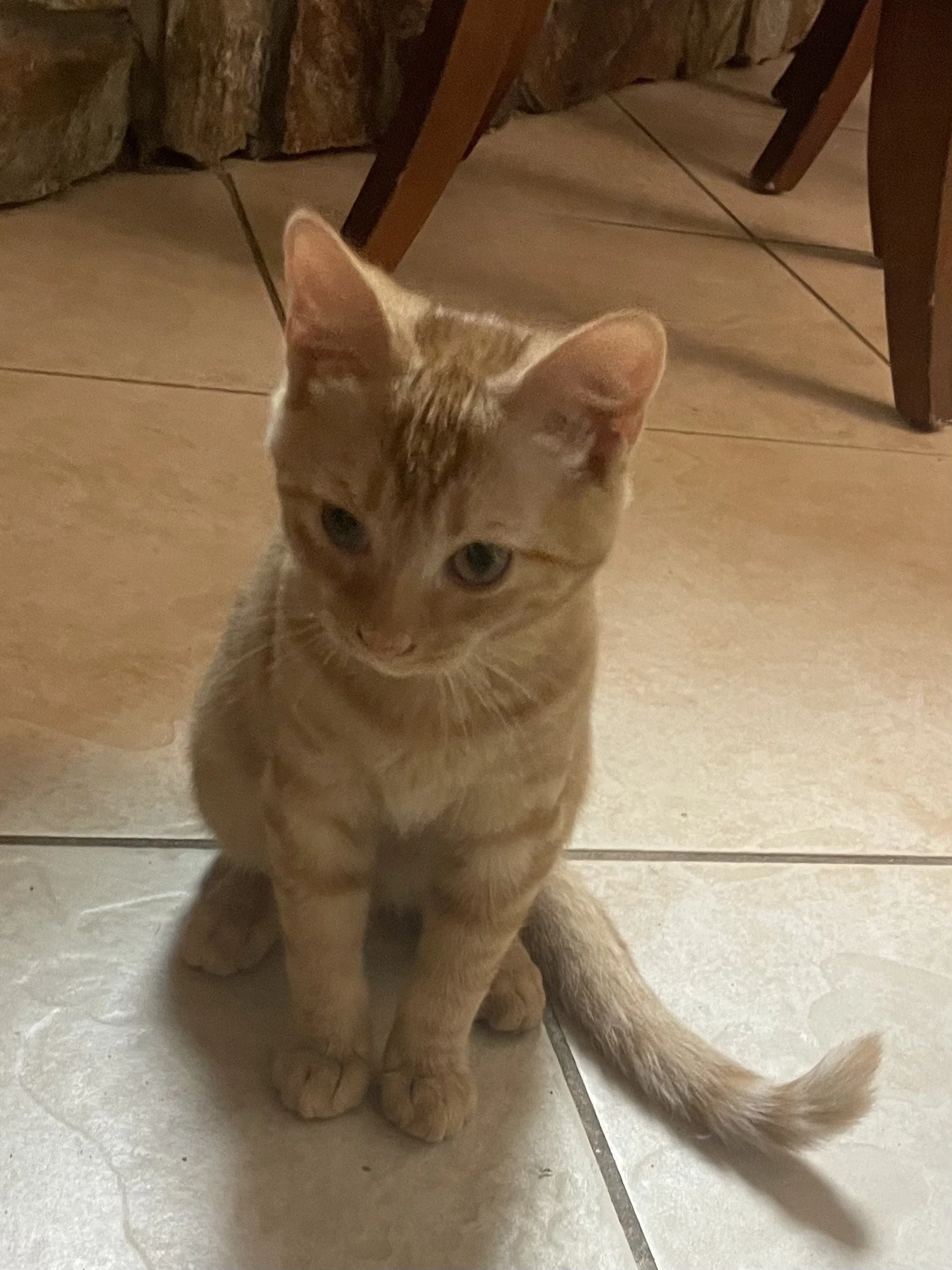 Adopt — Cat Crusaders, Inc