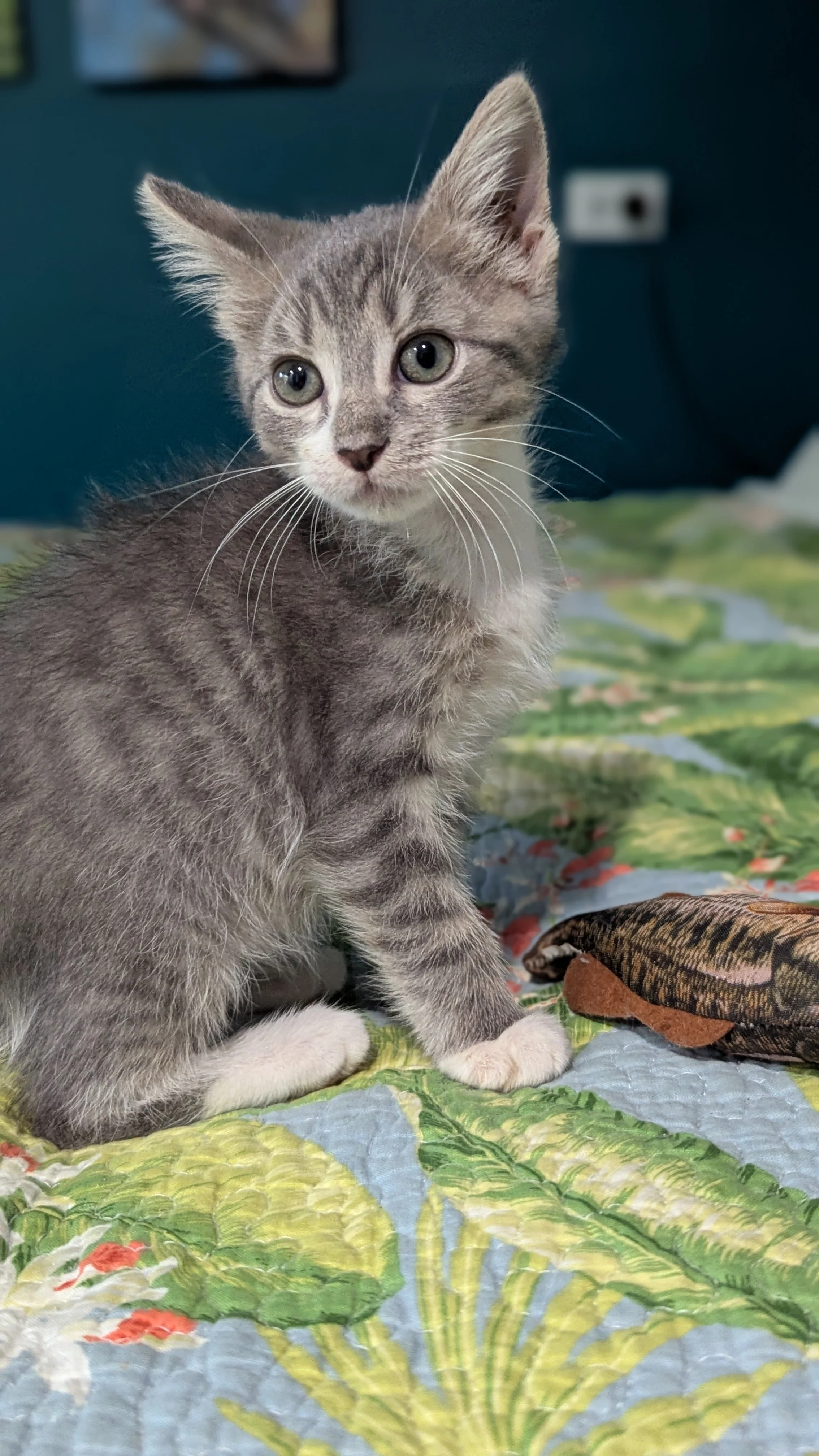 Adopt — Cat Crusaders, Inc