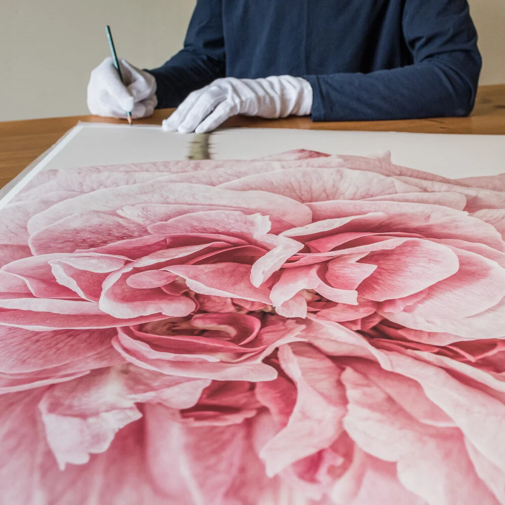 Paul Coghlin — Limited edition floral art prints | Chroma - About the ...