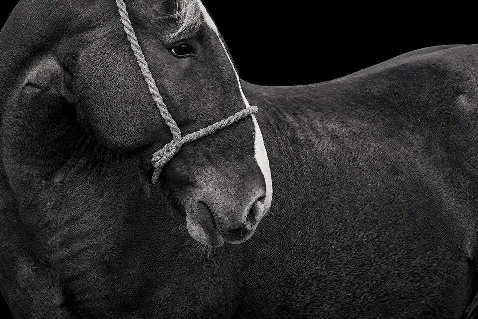 Paul Coghlin — Limited edition fine art photography prints of wild ...