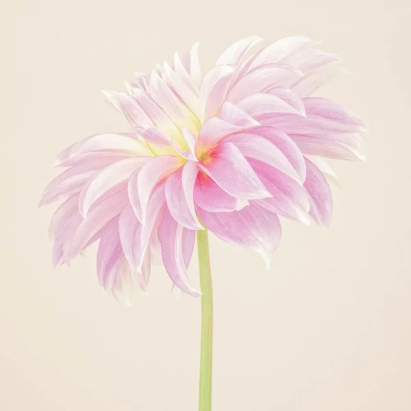 Paul Coghlin — Colourful floral artwork - limited edition fine art ...