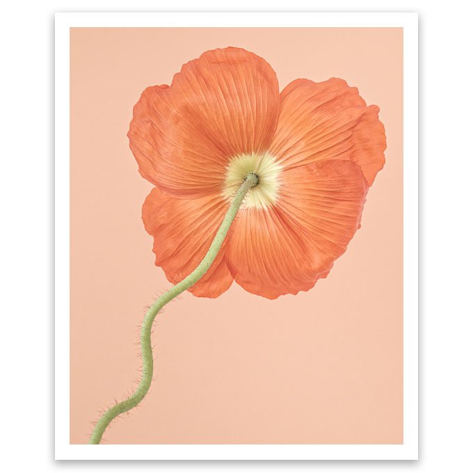 Orange Poppy Painting