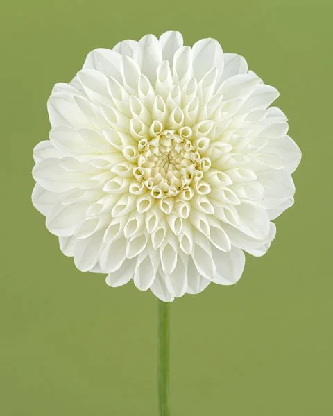 Paul Coghlin — Chroma - Open Edition Fine Art Photography Prints