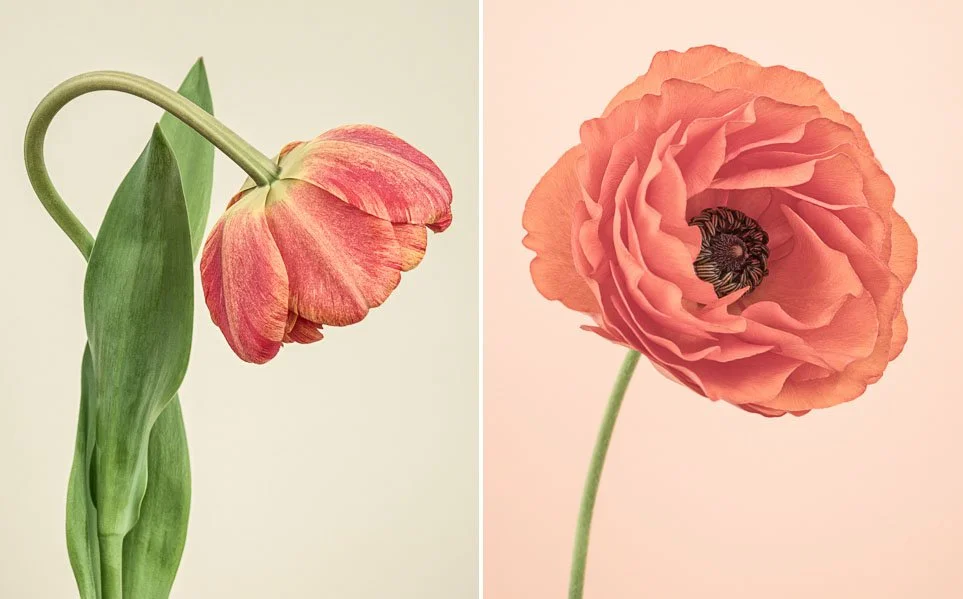 Paul Coghlin — Limited edition fine art floral photography prints.