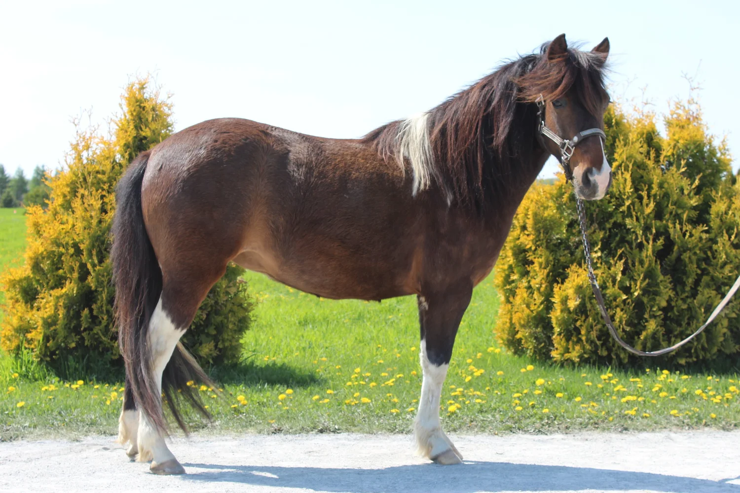 Nos chevaux — Écuries 1101