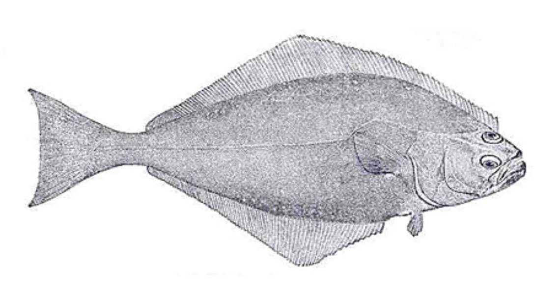 Pacific Halibut: What Makes Alaska the Halibut Capitol of the World ...