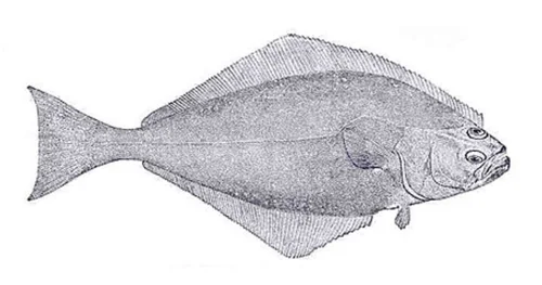 Pacific Halibut: What Makes Alaska the Halibut Capitol of the World ...