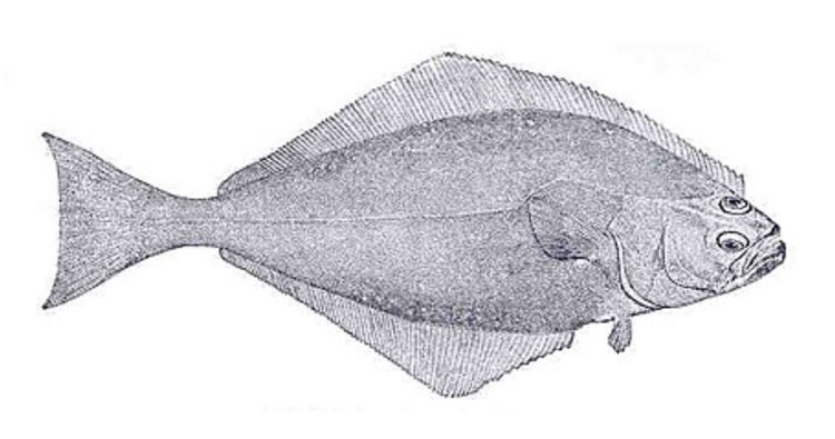 Pacific Halibut: What Makes Alaska the Halibut Capitol of the World ...