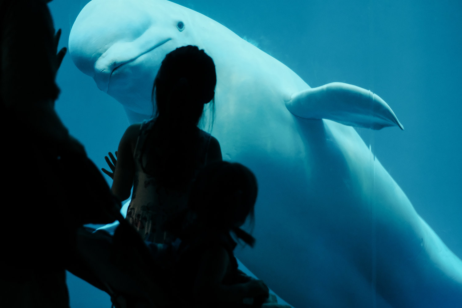 Beluga Whales Kissing