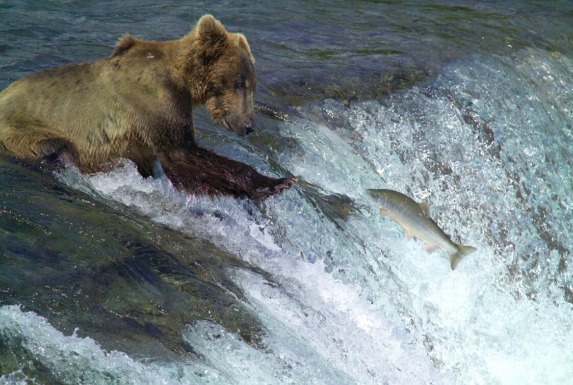 The Kodiak Archipelago: The Importance of the Kodiak Bear in the Naming ...