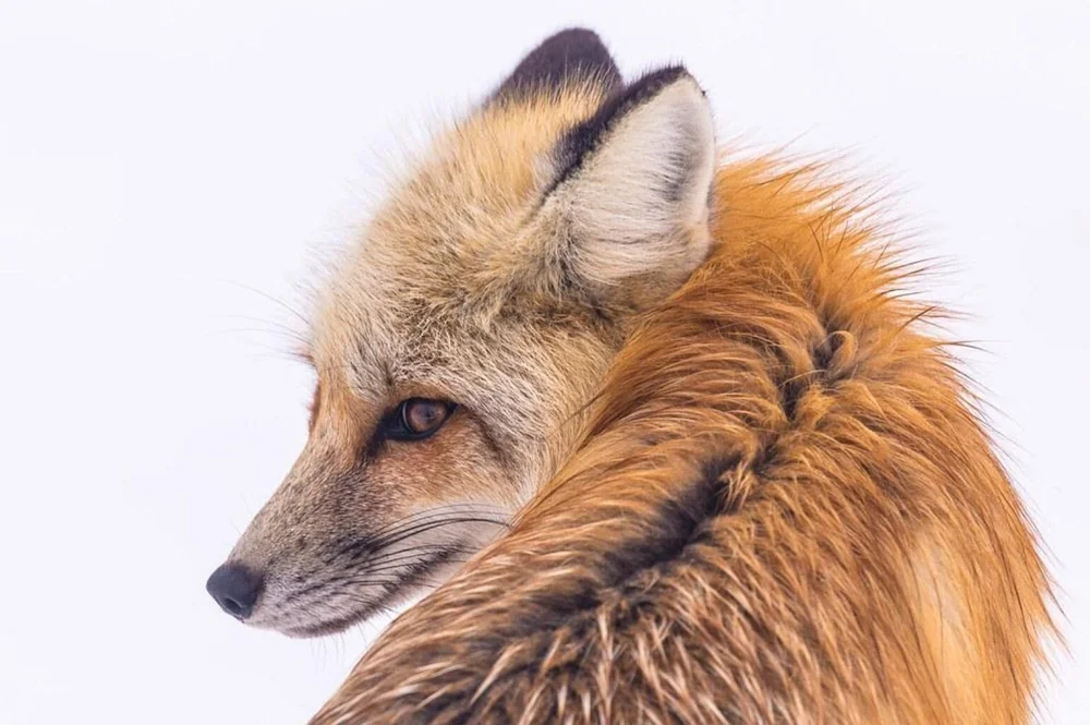 Species Spotlight! Red Fox: A Sly and Extremely High Jumper — Alaska ...