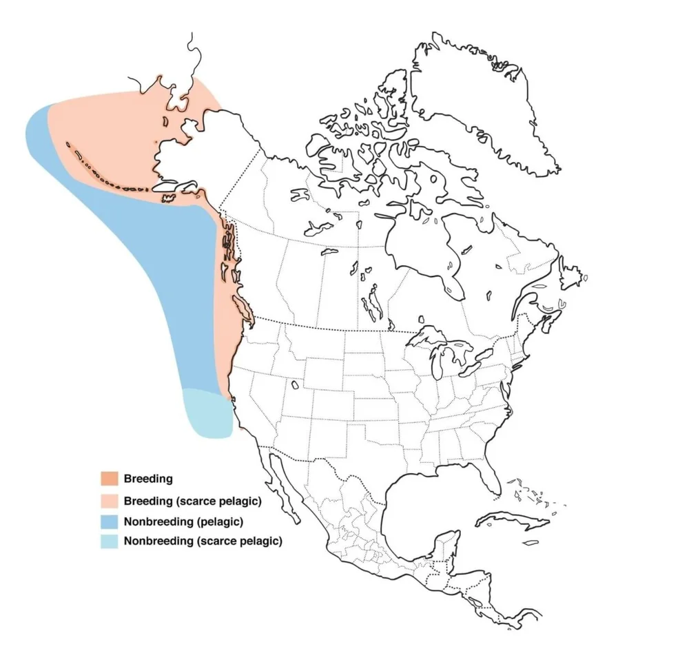 Tufted Puffin: Alaska's Forgotten Bird — Alaska Wildlife Alliance (AWA)