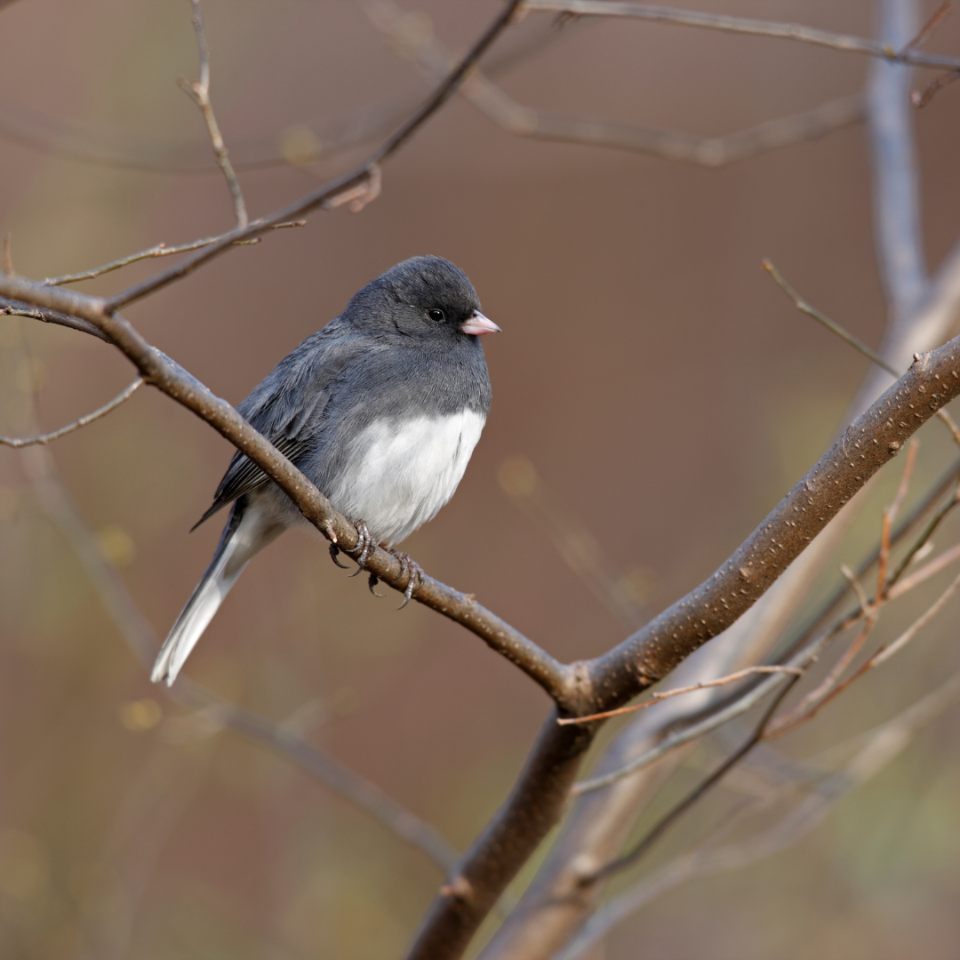 Annual Wildlife Calendar Photo Contest — Alaska Wildlife Alliance (AWA)