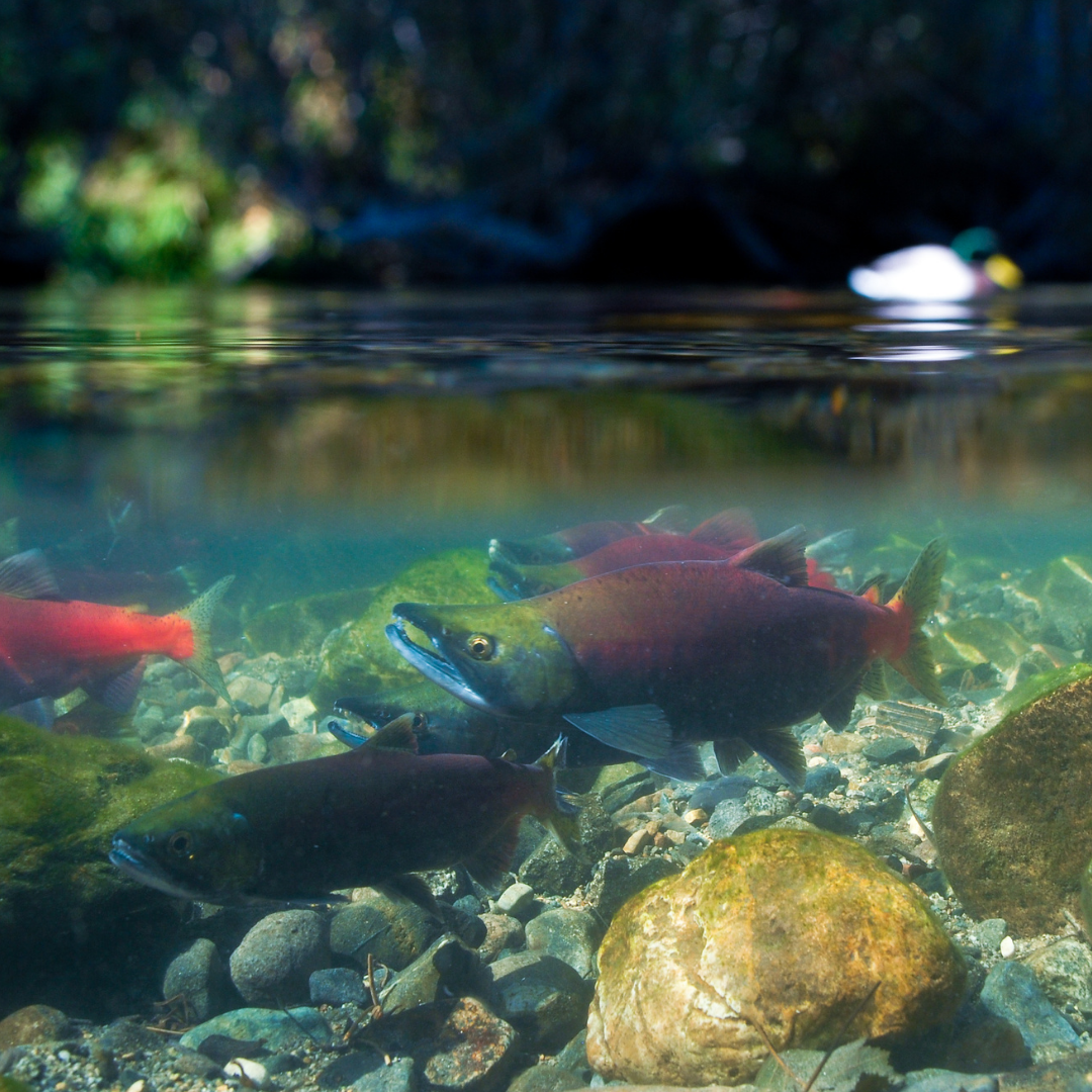 6th Annual Wild Salmon Day Celebration — Alaska Wildlife Alliance (AWA)