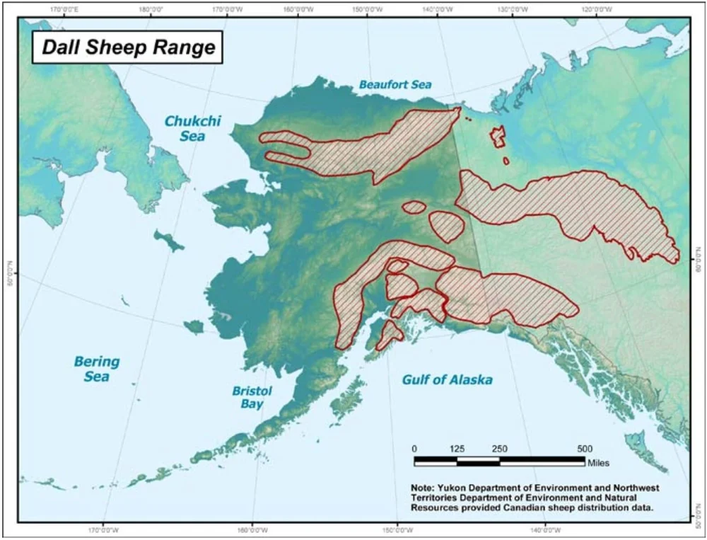 Dall Sheep: The Boldly Yet Functionally Accessorized Sheep — Alaska ...