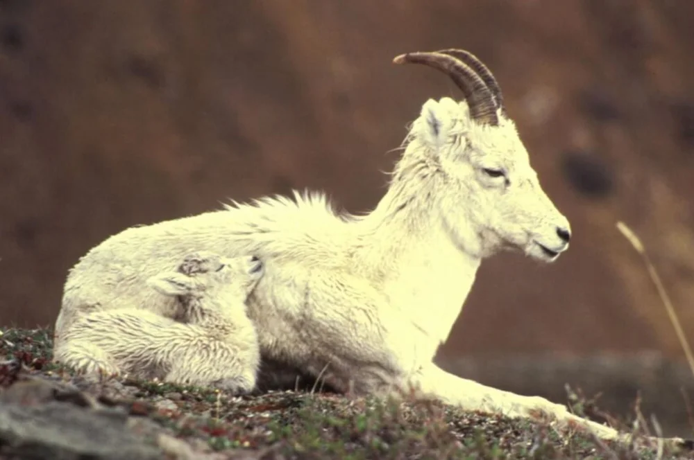 Dall Sheep The Boldly Yet Functionally Accessorized Sheep — Alaska Wildlife Alliance Awa