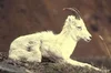 Dall Sheep: The Boldly Yet Functionally Accessorized Sheep — Alaska ...