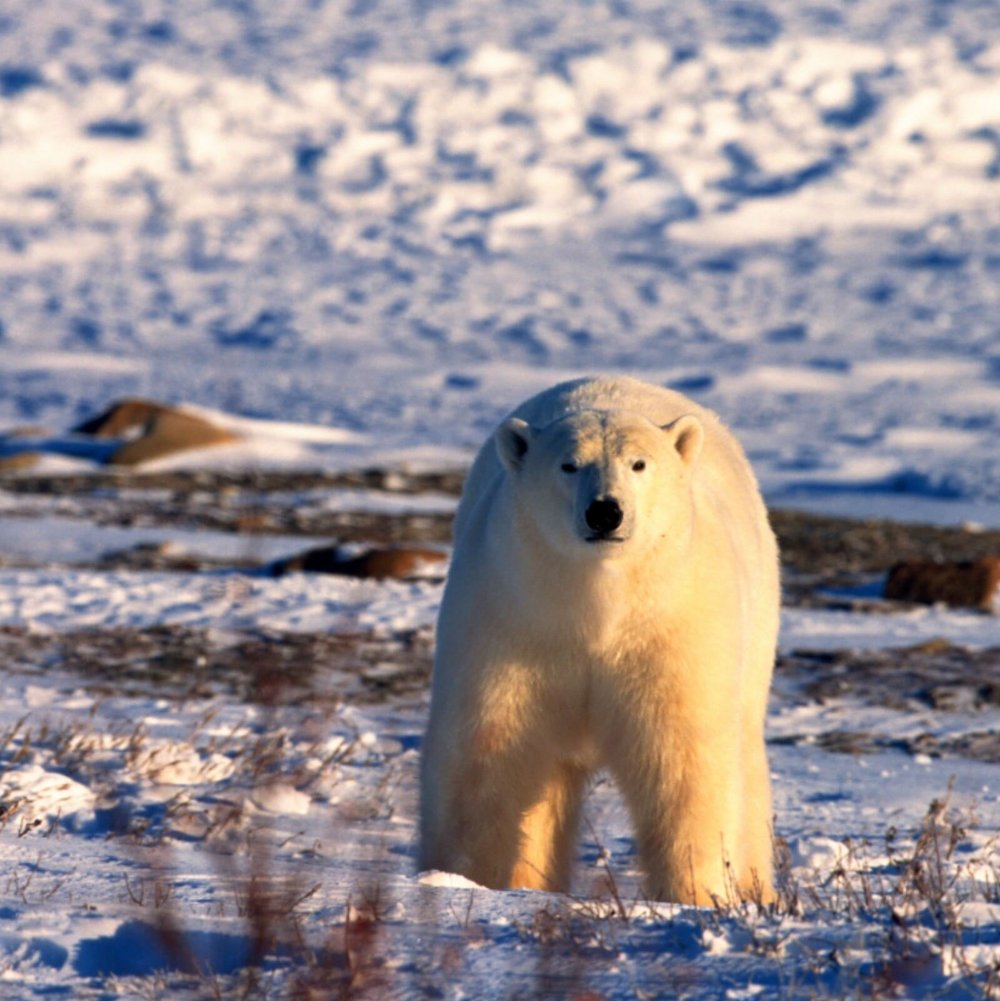 Wildlife Calendar Contest | Alaska Wildlife Alliance (AWA)
