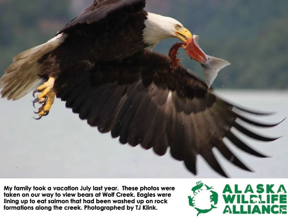 Wildlife Calendar Contest | Alaska Wildlife Alliance (AWA)