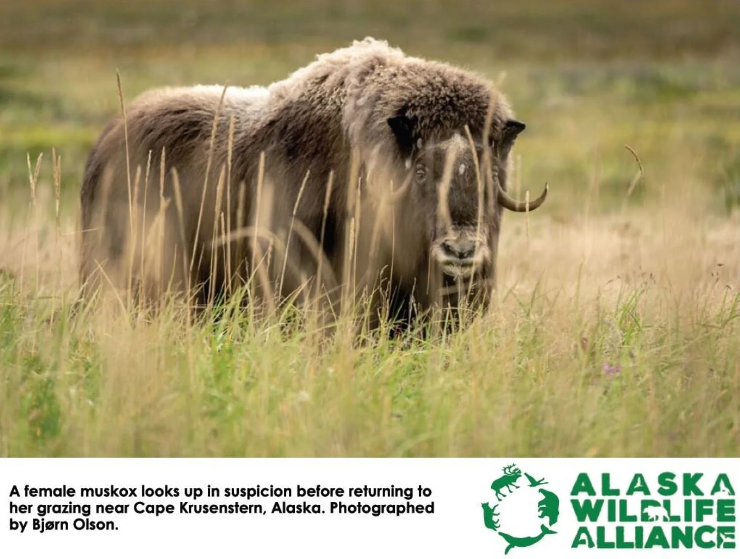 Wildlife Calendar Contest | Alaska Wildlife Alliance (AWA)