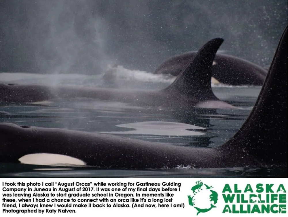 Wildlife Calendar Contest | Alaska Wildlife Alliance (AWA)