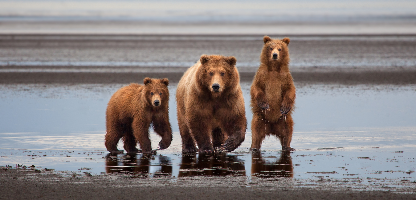 Take Action, Support Wildlife Protection and Conservation in Alaska ...