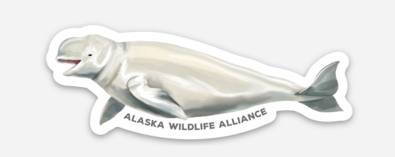 Beluga Sticker — Alaska Wildlife Alliance (AWA)