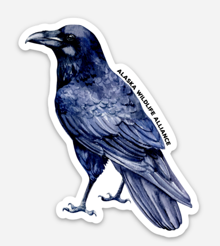 Raven Sticker — Alaska Wildlife Alliance (AWA)