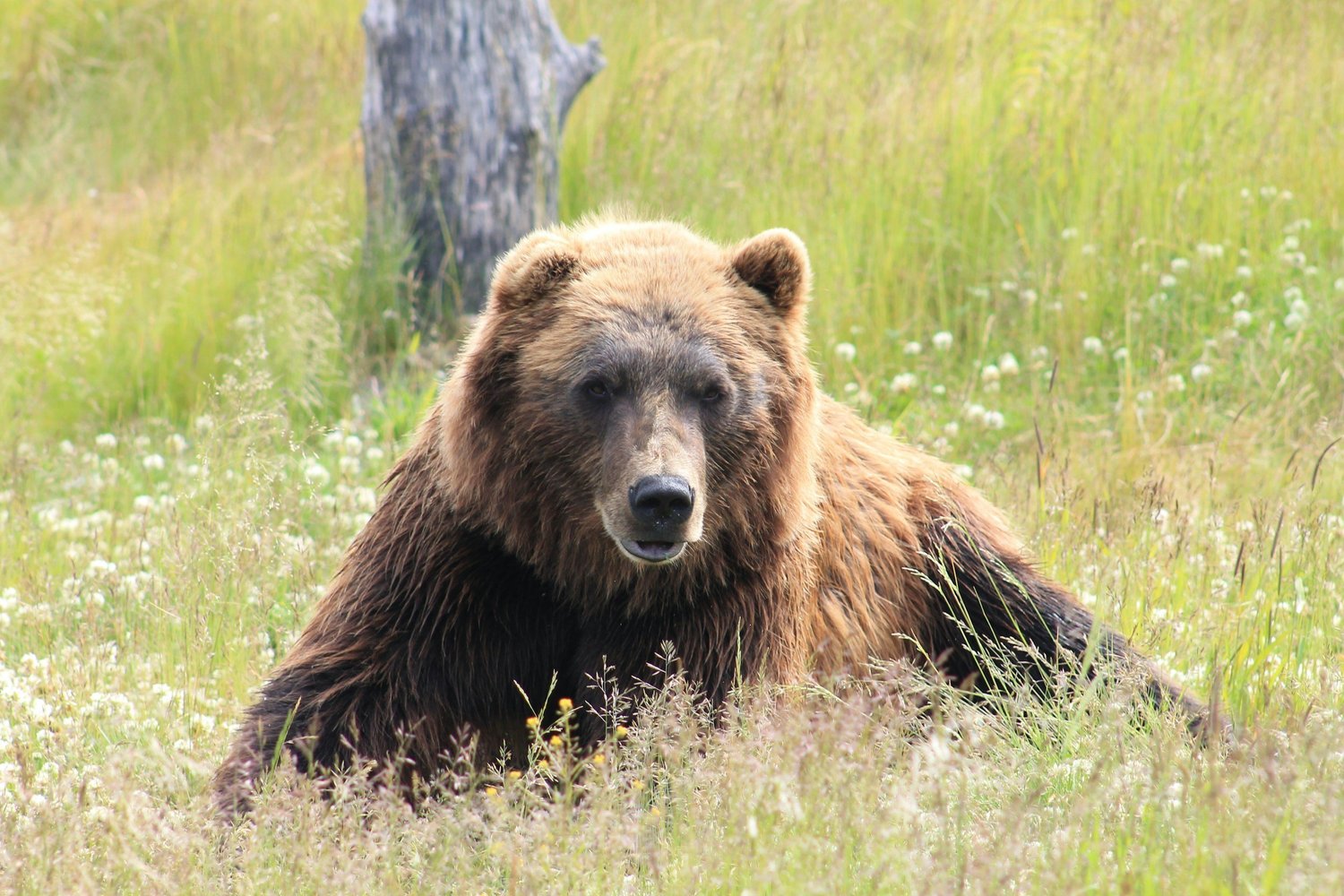 Mulchatna Predator Control | Alaska Wildlife Alliance (AWA)