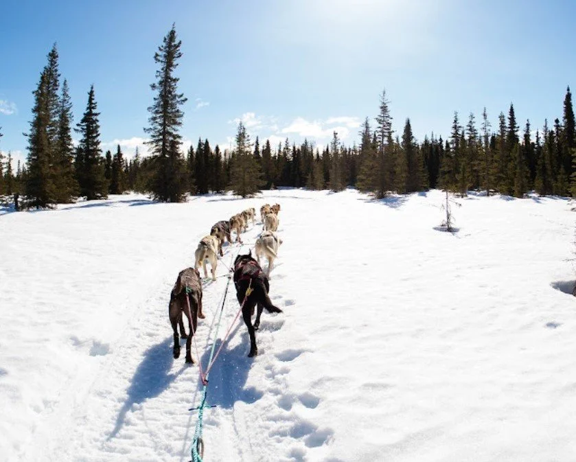 Victory for Valdez Trapping Regulations! — Alaska Wildlife Alliance (AWA)