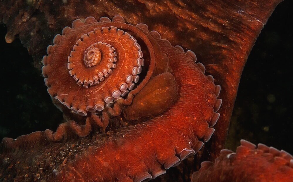 The Giant Pacific Octopus — Alaska Wildlife Alliance (AWA)