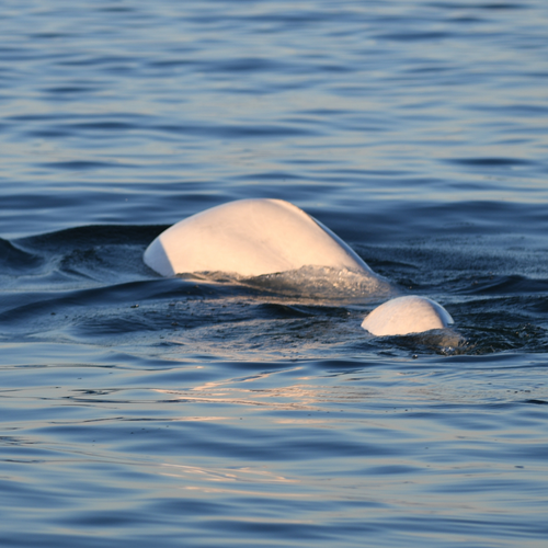 Cook Inlet Beluga Whales | Alaska Wildlife Alliance (AWA)
