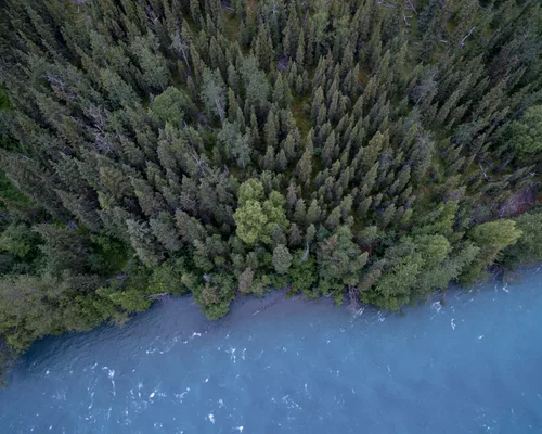 Alexander Archipelago Wolves | Alaska Wildlife Alliance (AWA)