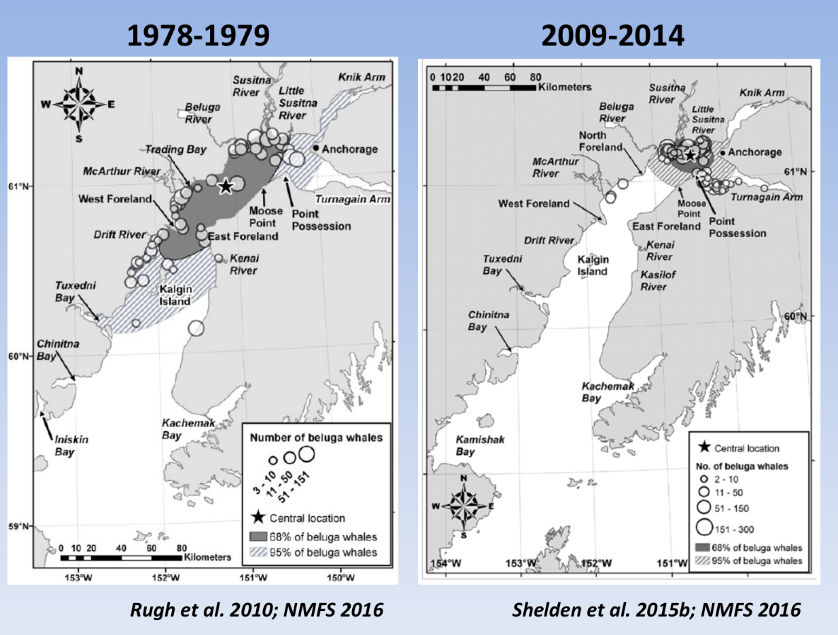 New Beluga Research Presented This Year! — Alaska Wildlife Alliance (AWA)