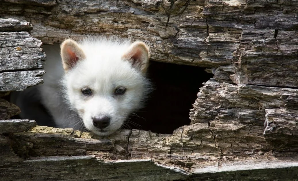 Wildlife Protection & Conservation | Alaska Wildlife Alliance (AWA)