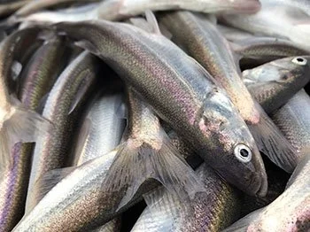 Our Recent Victory for Endangered Beluga Whales! — Alaska Wildlife ...