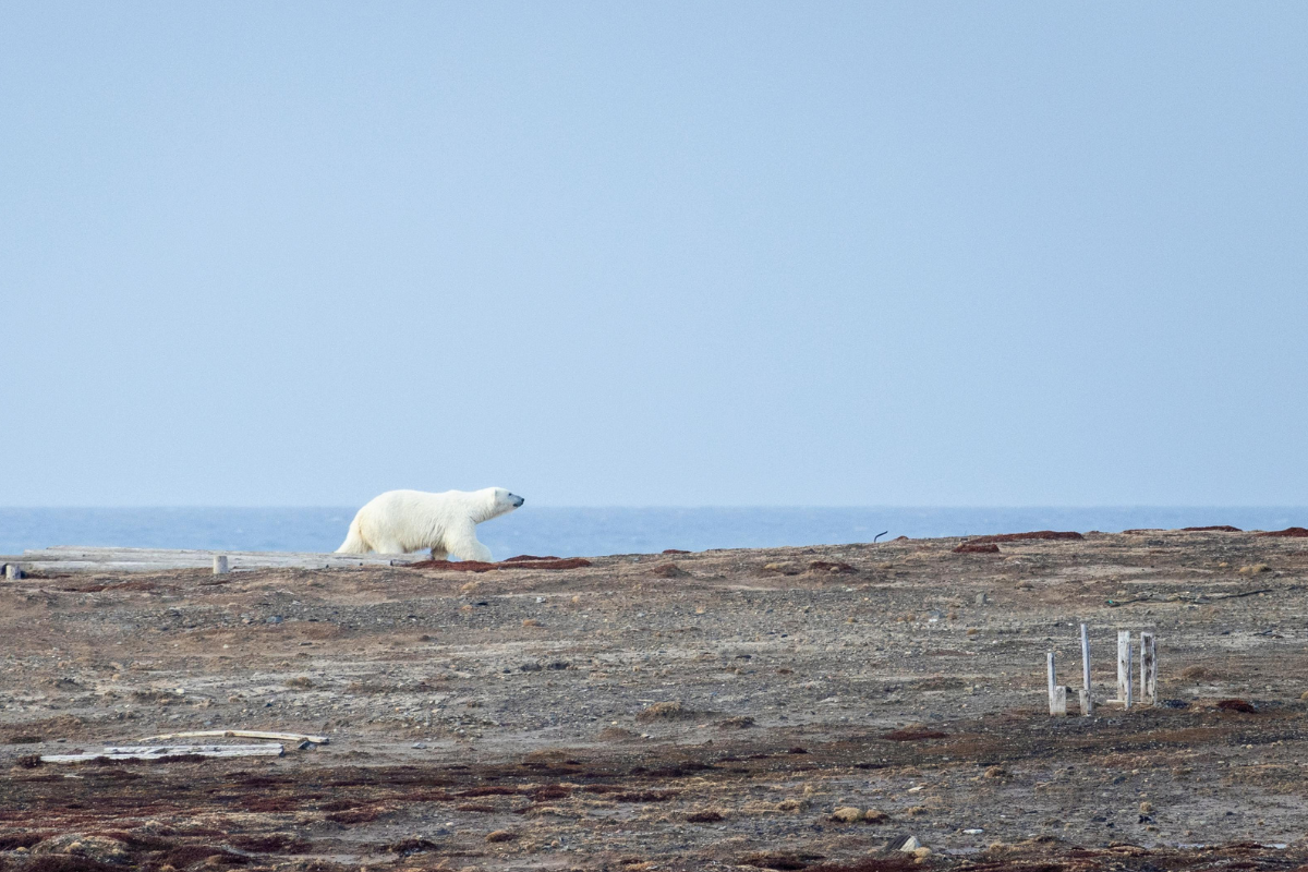 Alaska Wildlife Alliance and Coalition Partners Warn of Lawsuit Over ...