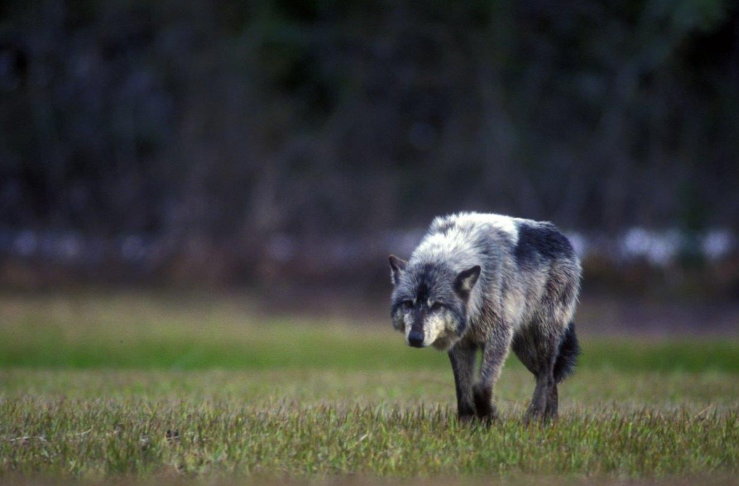Alexander Archipelago Wolves | Alaska Wildlife Alliance (AWA)