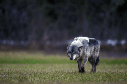 Alexander Archipelago Wolves | Alaska Wildlife Alliance (AWA)